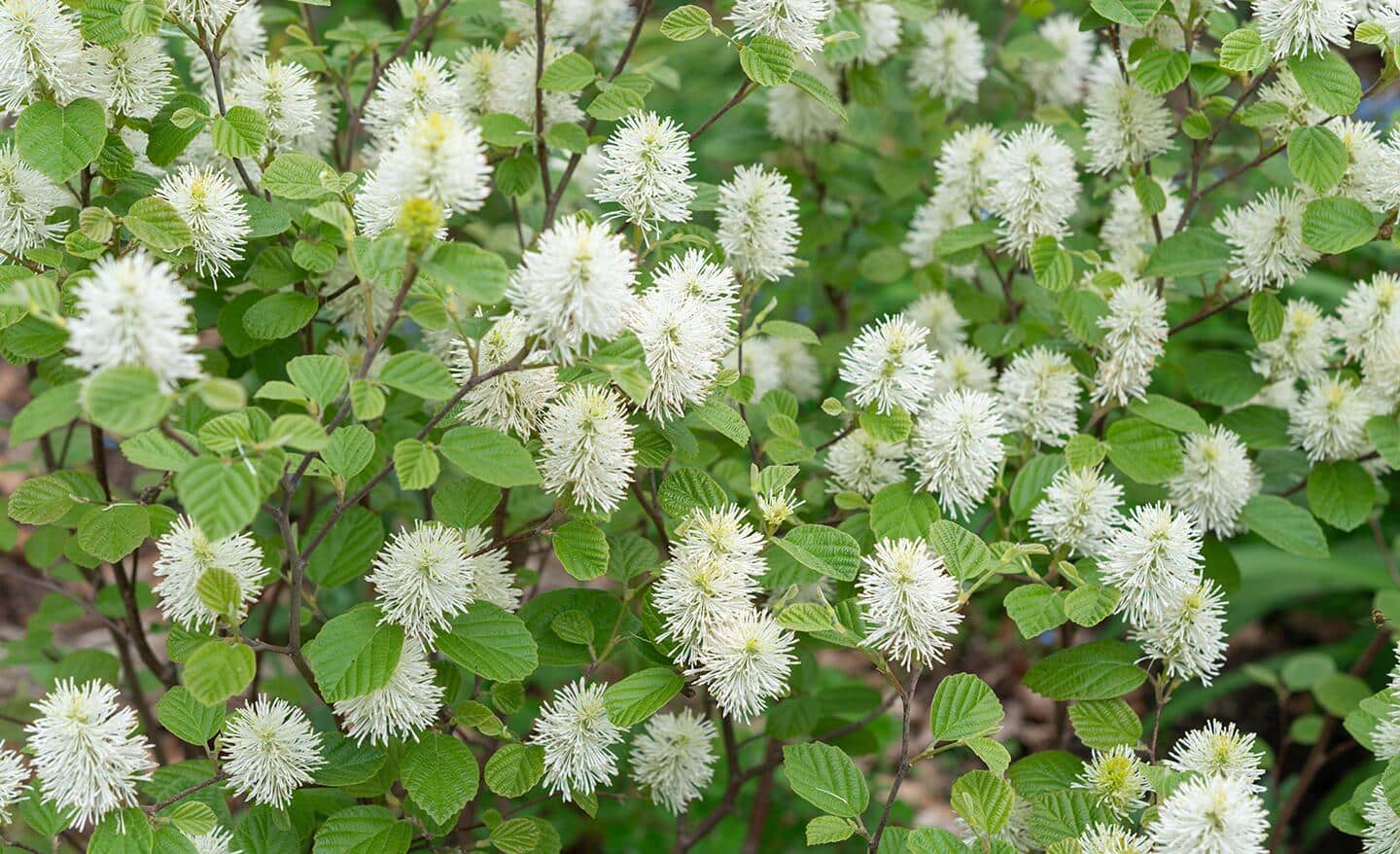 Enjoy These Shrubs For Year Round Interest The Home Depot